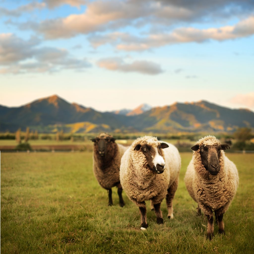 Advantages of Sheep Artificial Insemination Breeding – Wensleydale ...