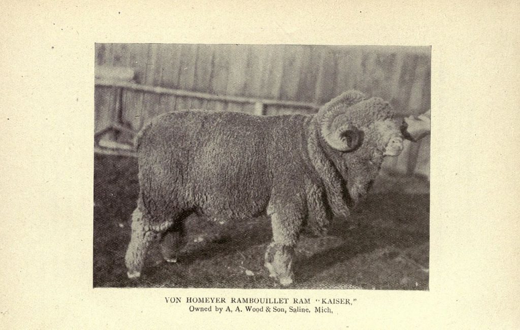 The Rambouillet Is an Influential Sheep Breed in the USA – Wensleydale ...